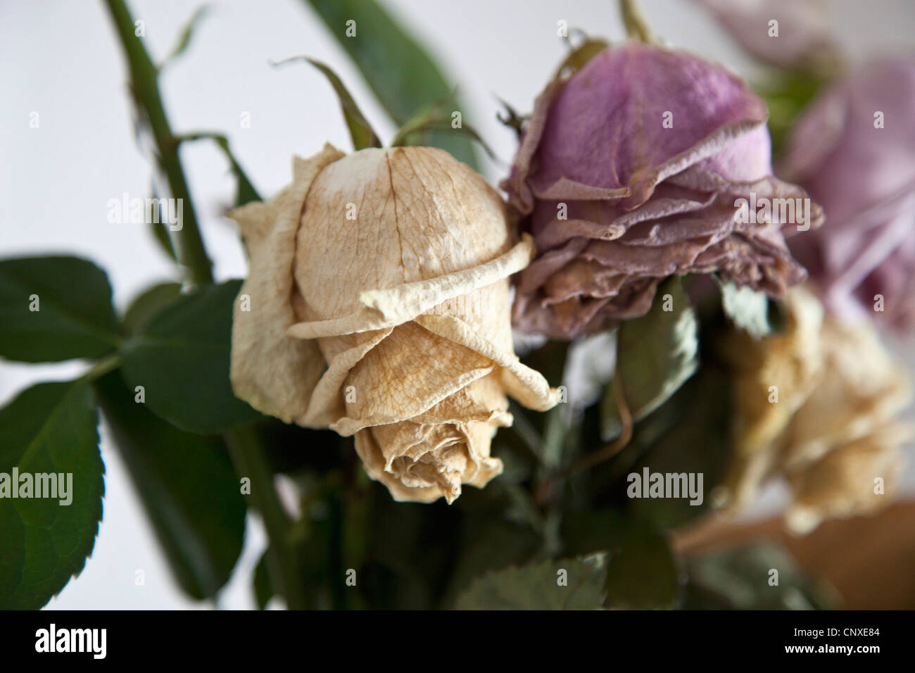 Dead roses Banque de photographies et d’images à haute résolution - Alamy