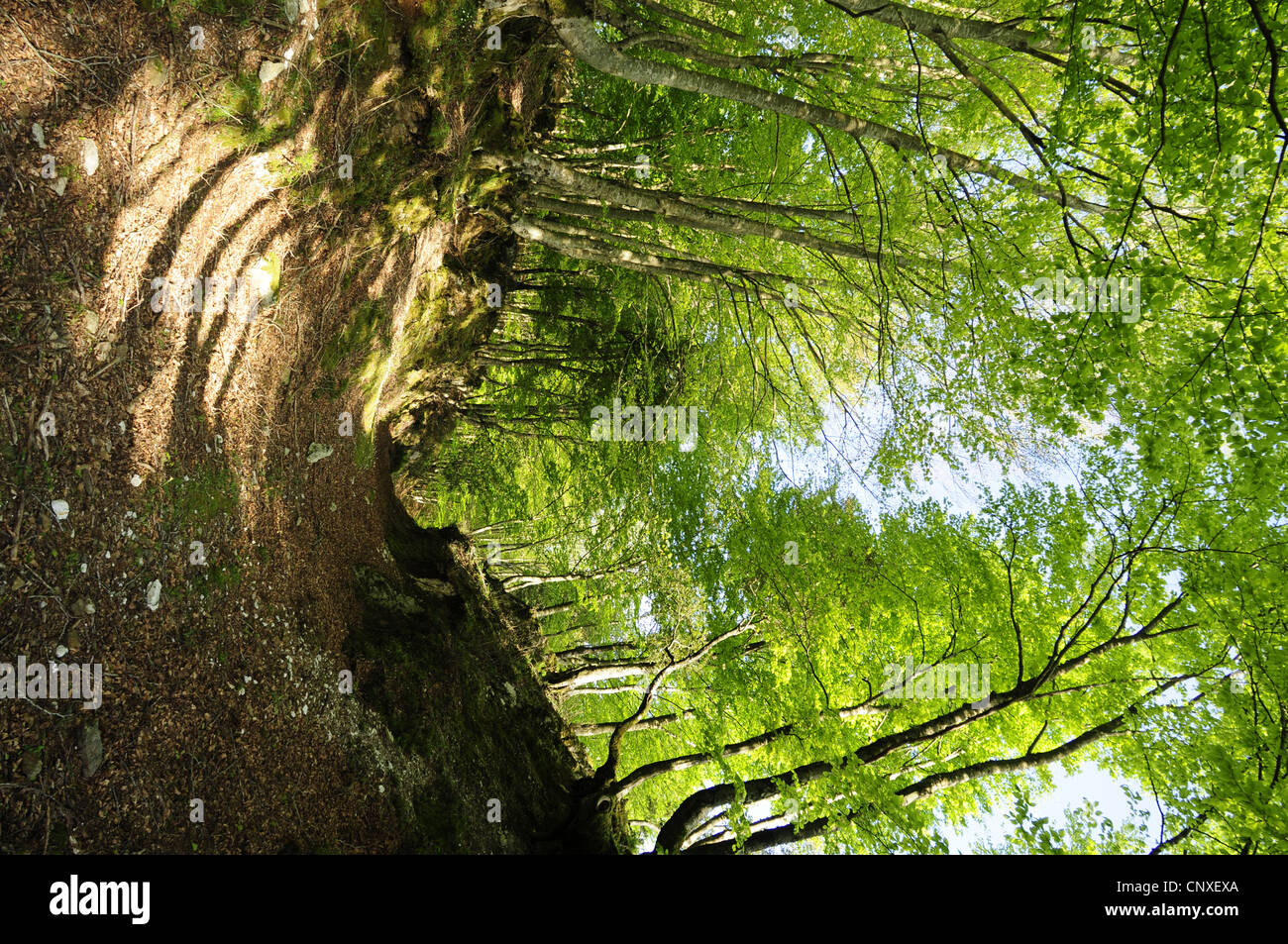 Chemin creux en forêt Banque de photographies et d’images à haute ...
