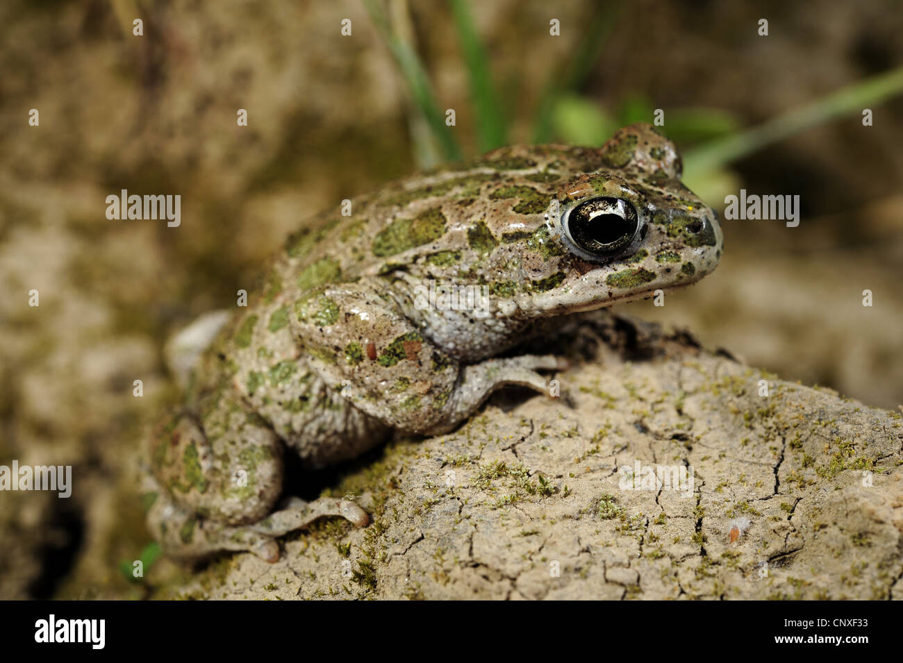 Sicilian green toad bufo siculus Banque de photographies et d’images à ...
