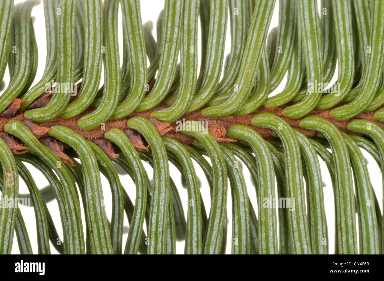 Pin, sapin rouge, sapin blanc (Abies procera, Abies nobilis), dessous d ...