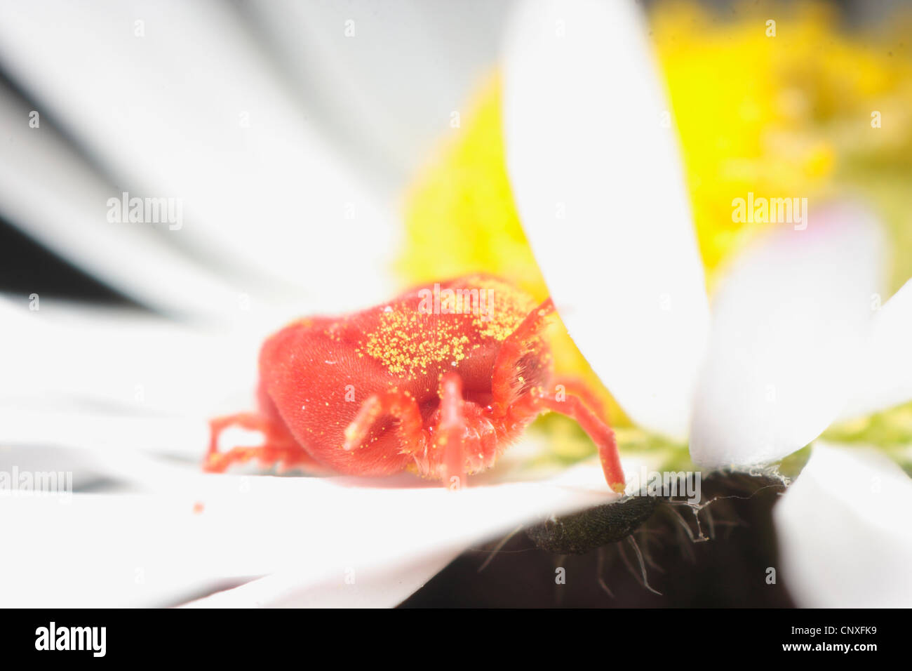 Acarien du trombidium rouge Banque de photographies et d’images à haute ...