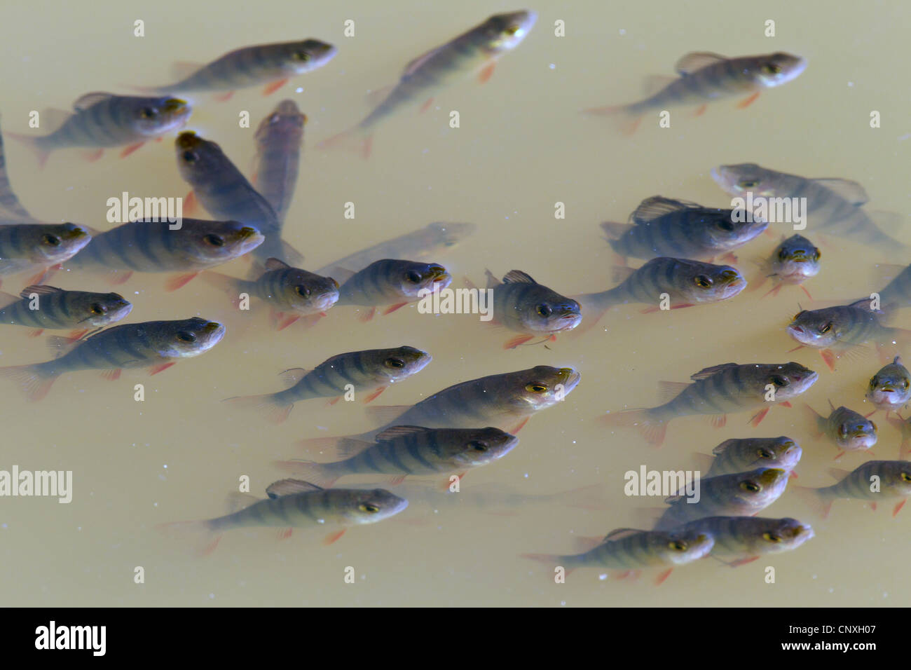 La perche, sandre européen, Redfin perchaude (Perca fluviatilis ...