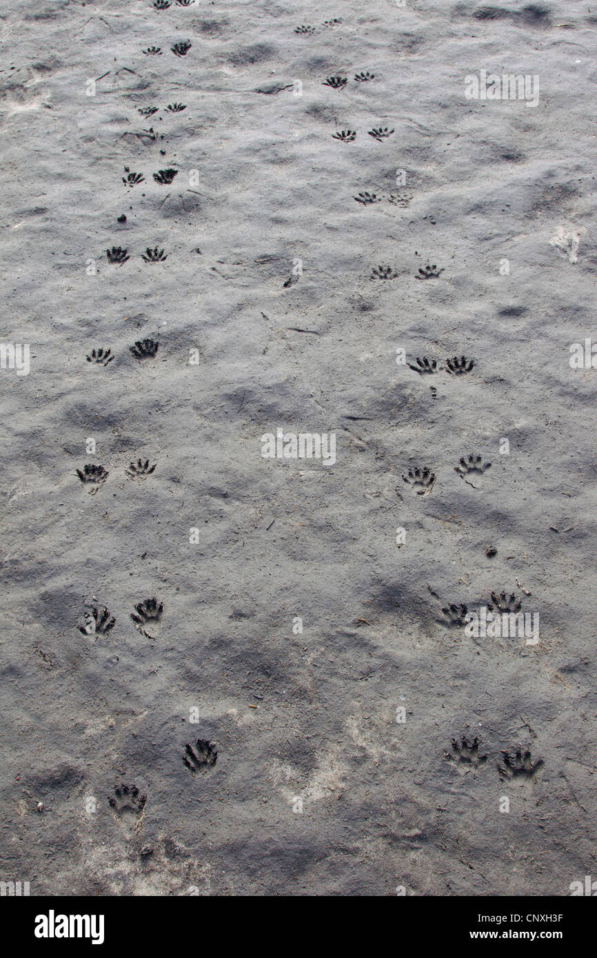Empreintes de raton laveur Banque de photographies et d’images à haute ...