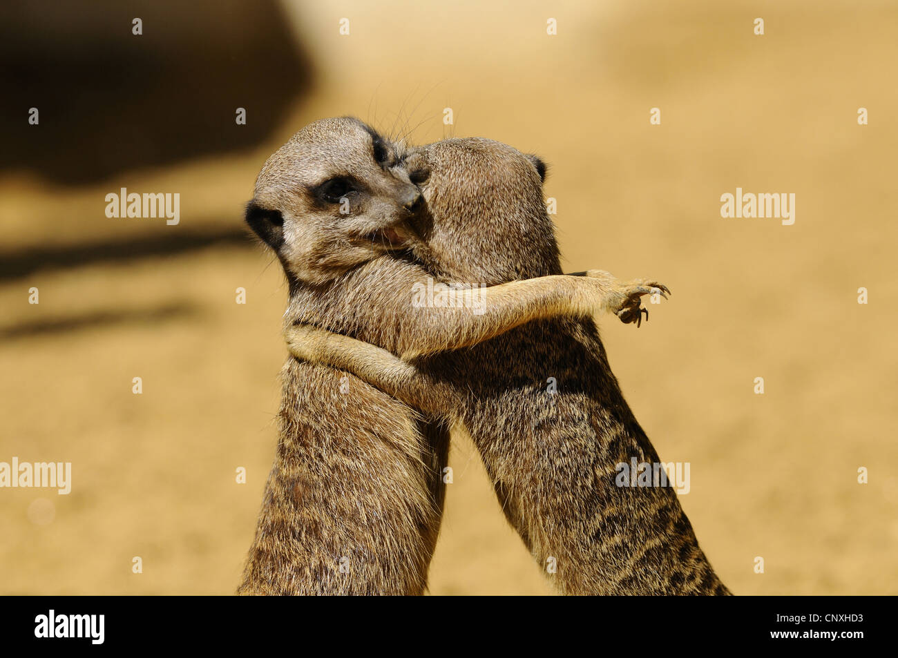 Suricate ou suricate suricata Banque de photographies et d’images à ...
