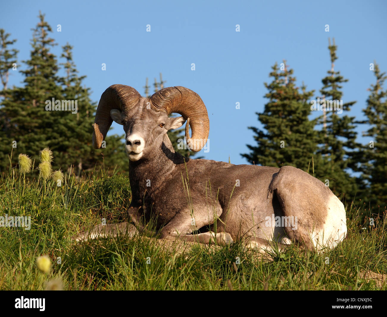 Mouflons, le mouflon d'Amérique, le mouflon (Ovis canadensis), allongé ...