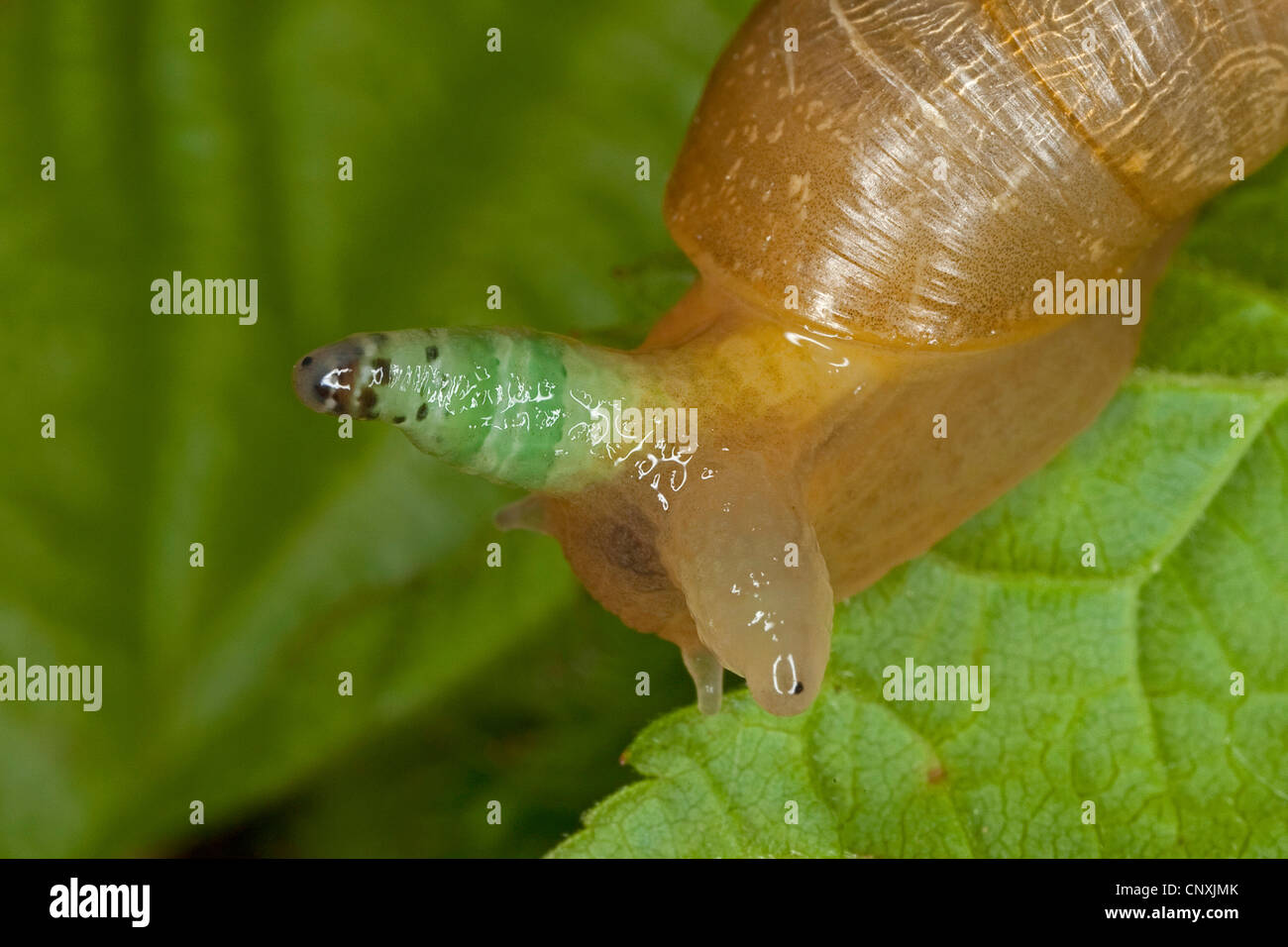 Escargots terrestres stylommatophora pulmonata Banque de photographies ...