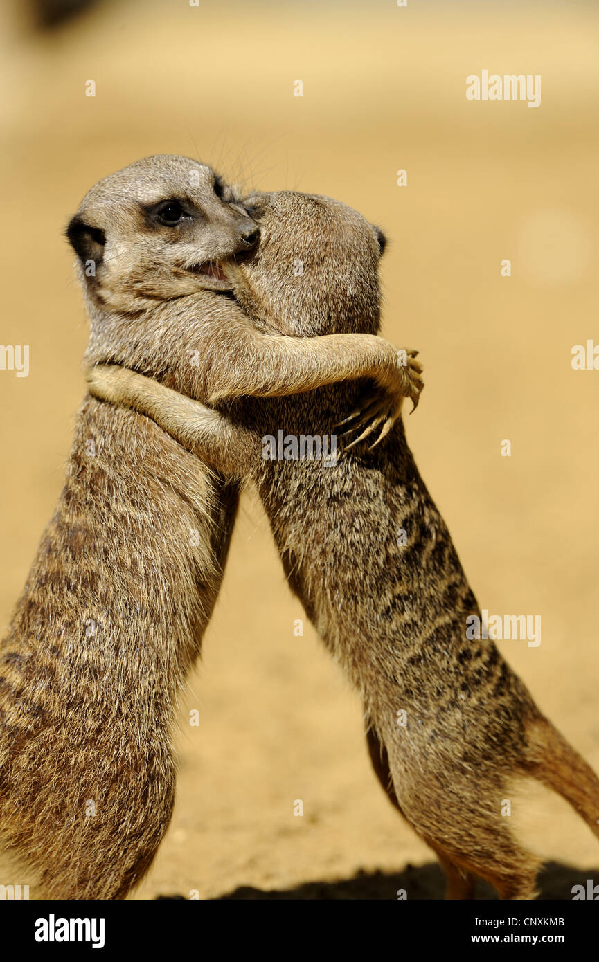 Meerkat suricata suricatta mouth open Banque de photographies et d ...