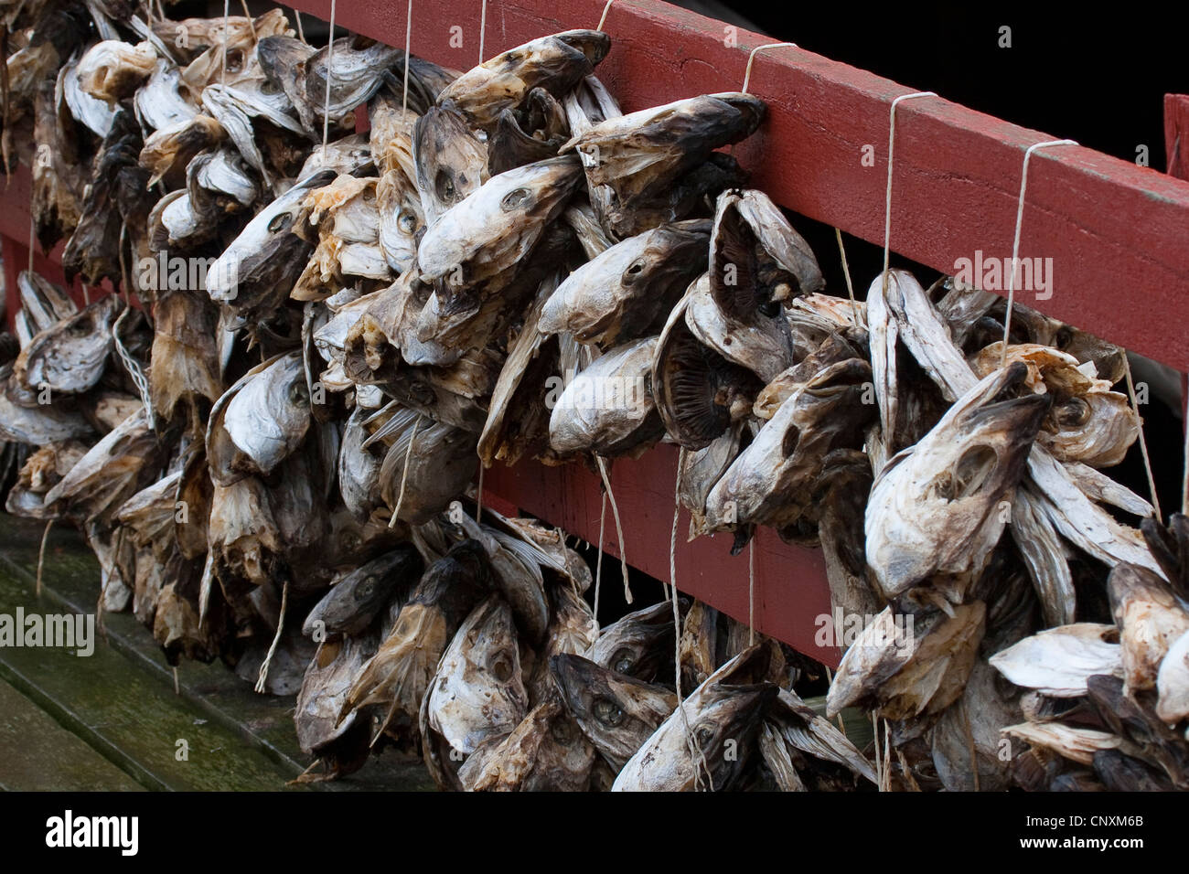 Poisson mangeable Banque de photographies et d’images à haute ...