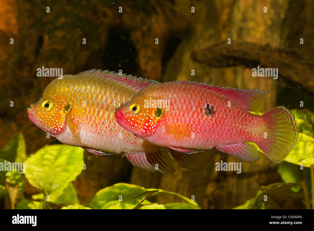 Poissons, jewelfish bijou, bijou rouge, poissons cichlidés Hemichromis ...