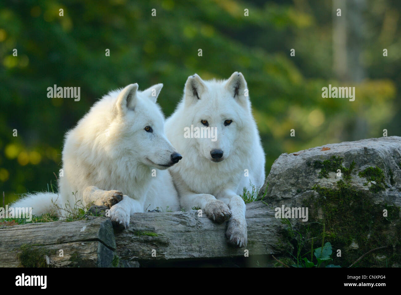 Loup couple Banque de photographies et d’images à haute résolution - Alamy