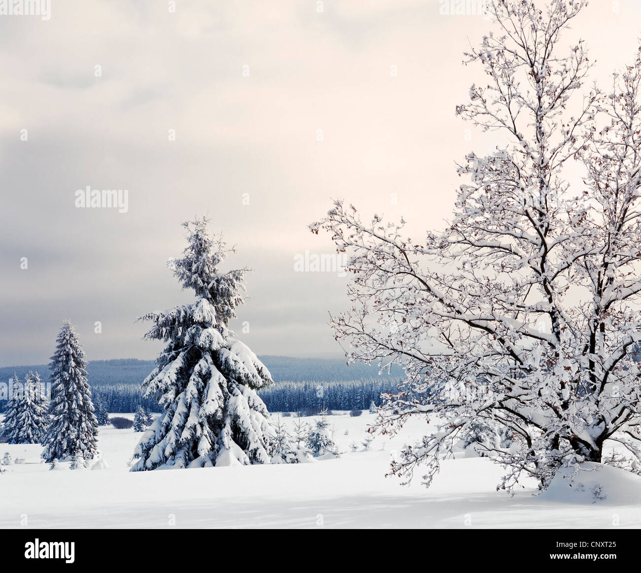 Sapins couverts de neige en hiver, les Hautes Fagnes / Hautes Fagnes ...