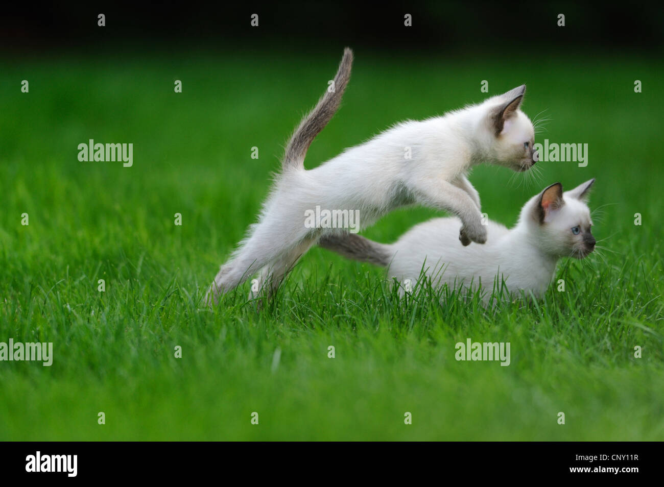 Bébé Siamois Photos & Bébé Siamois Images - Alamy