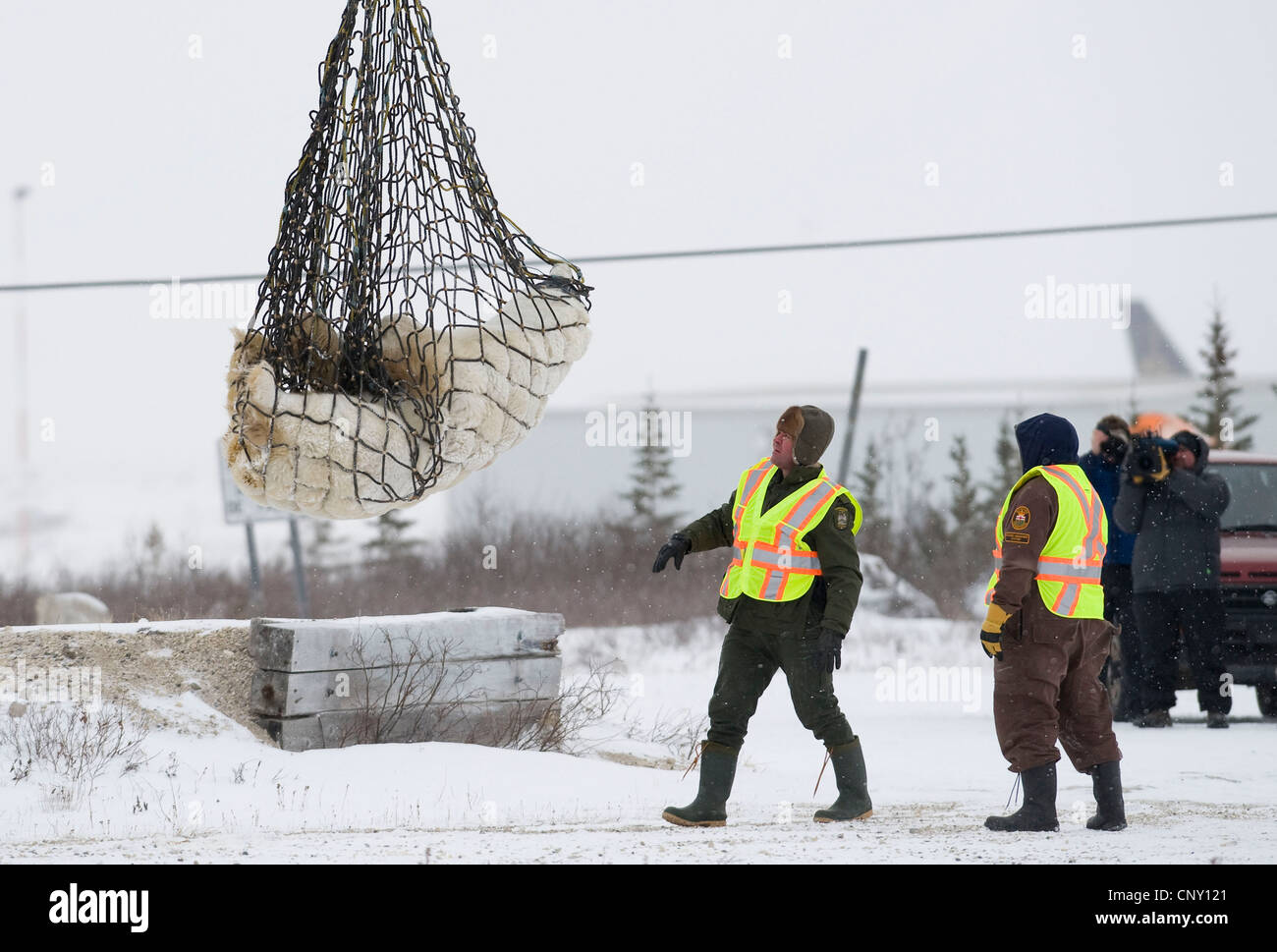 Polar bear jail Banque de photographies et d’images à haute résolution ...