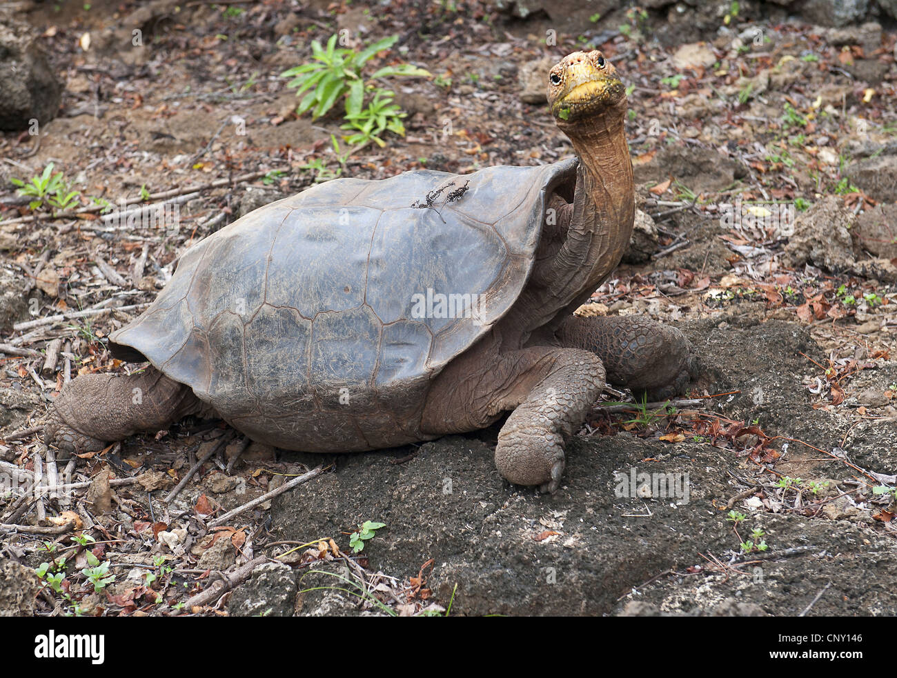 Testudo elephantopus hoodensis Banque de photographies et d’images à ...