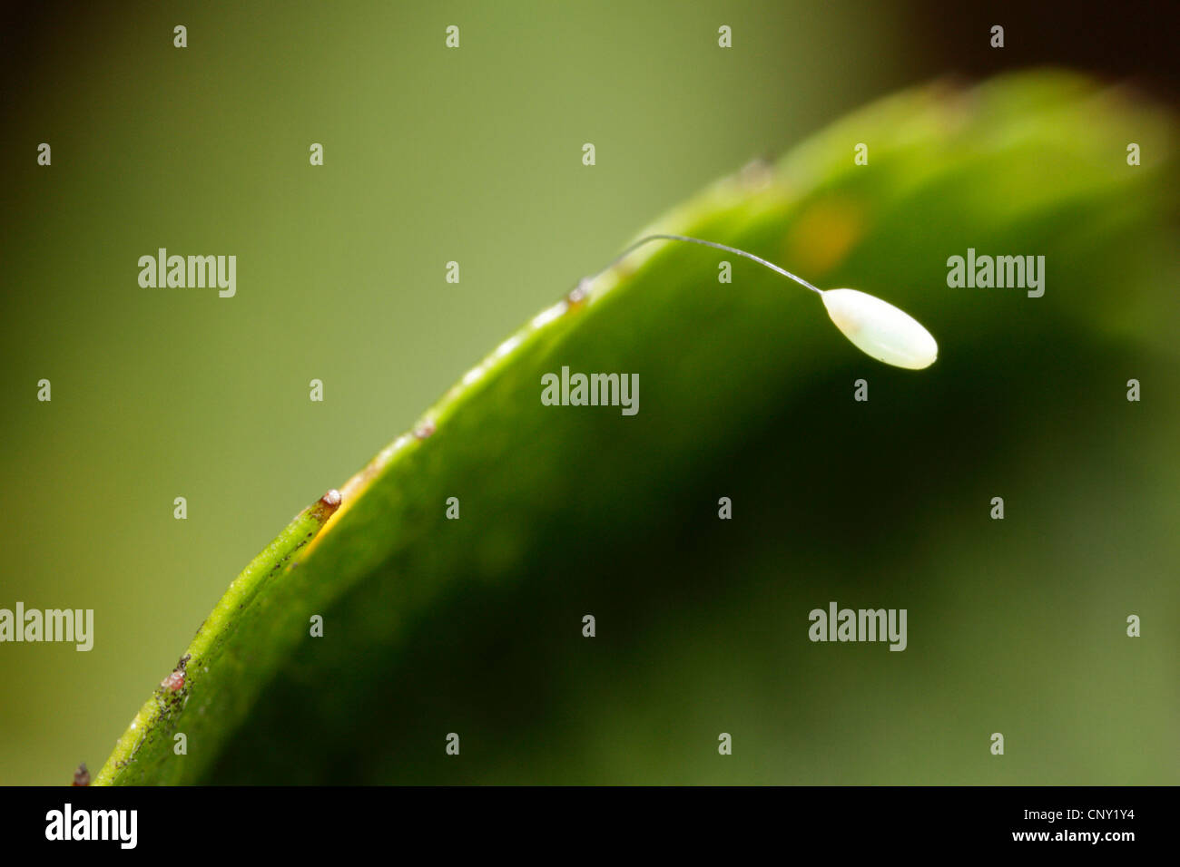 Lacewings chrysopidae Banque de photographies et d’images à haute ...