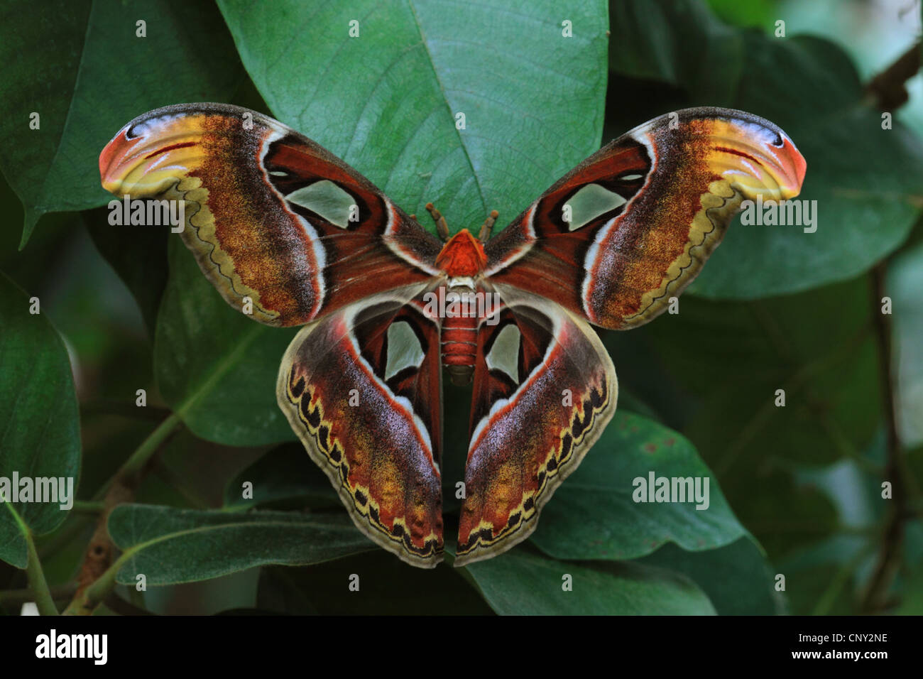 Attacus atlas moth Banque de photographies et d’images à haute ...