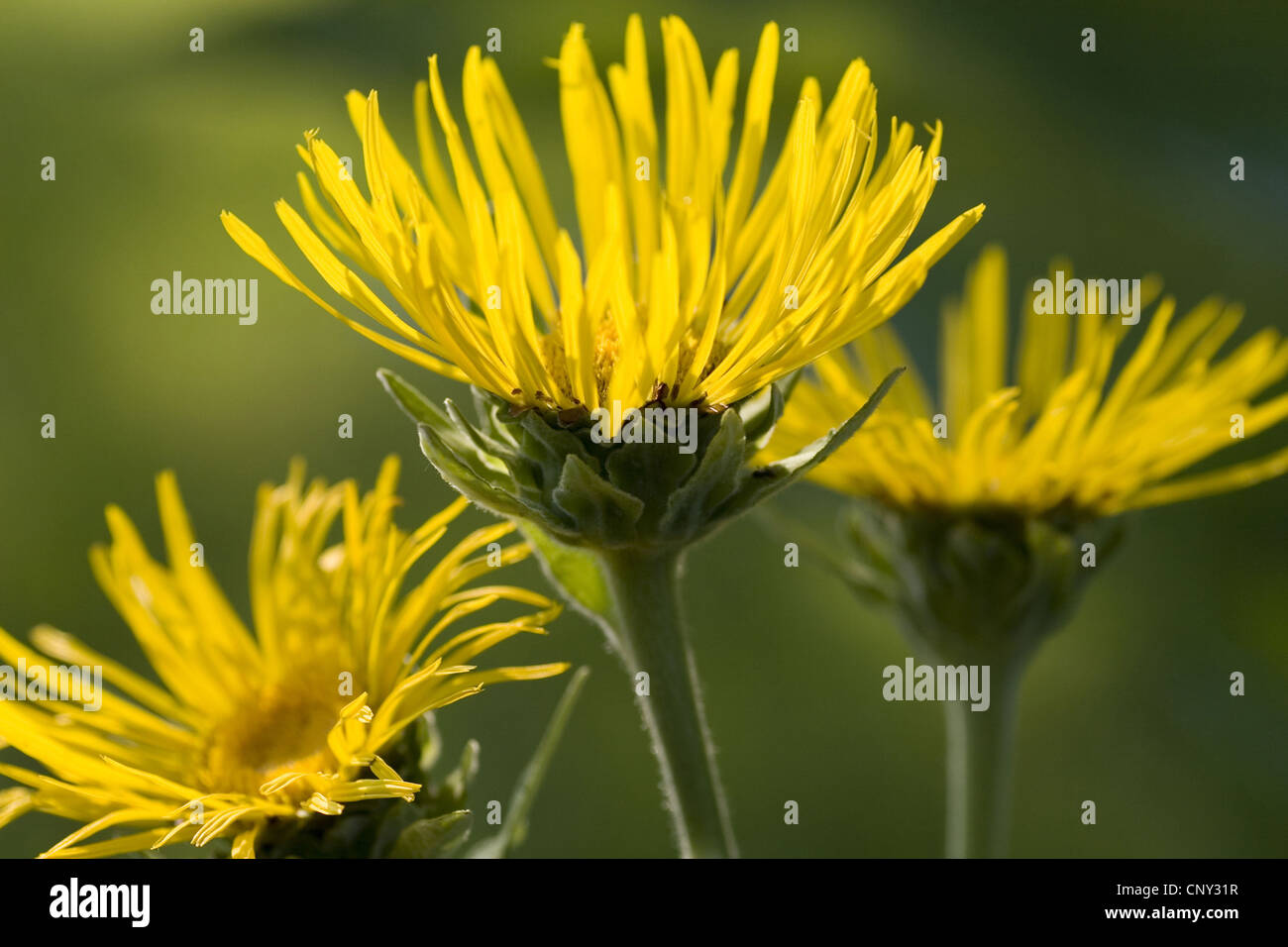 Fleur grande aunée (Inula helenium), la floraison Photo Stock - Alamy