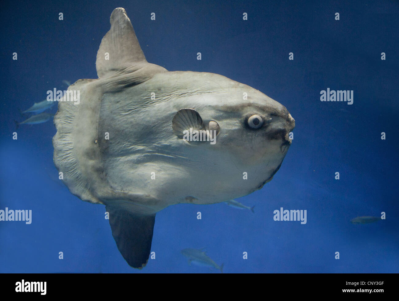 Ocean sunfish Banque de photographies et d’images à haute résolution ...