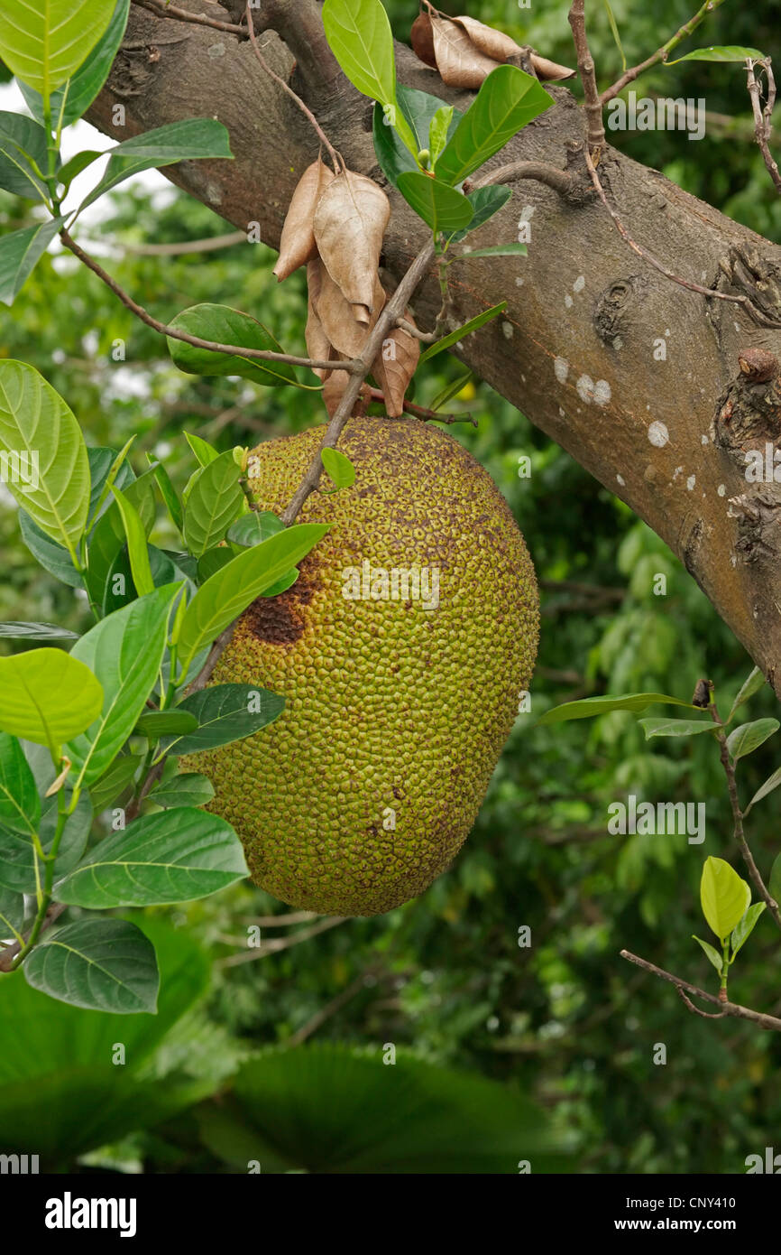 Jack-fruit (Artocarpus heterophyllus), fruit mûr à l'arbre, de la ...