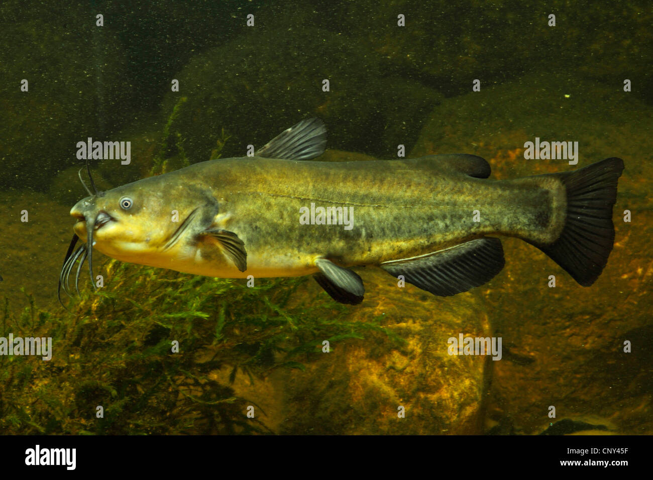 Black bullhead ictalurus melas Banque de photographies et d’images à ...
