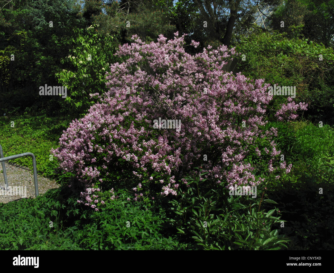 Daphne lilas syringa microphylla Banque de photographies et d’images à ...