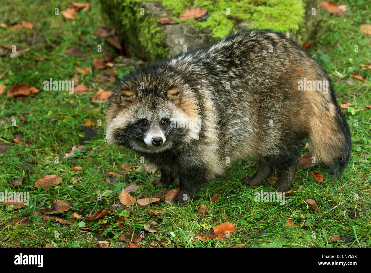Chien viverrin nyctereutes procyonoides Banque de photographies et d ...