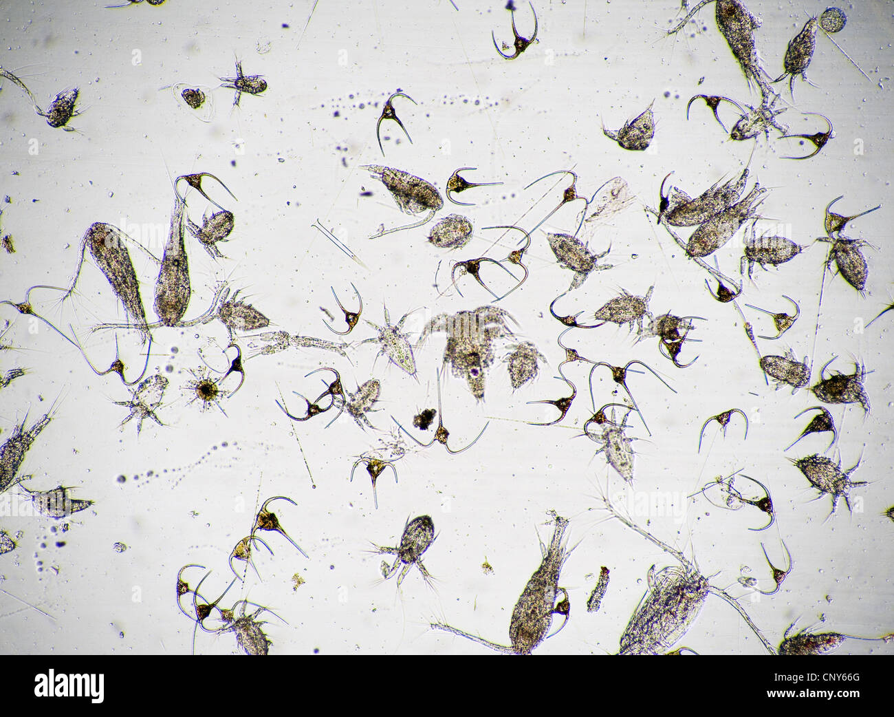 Plancton microscope Banque de photographies et d’images à haute ...