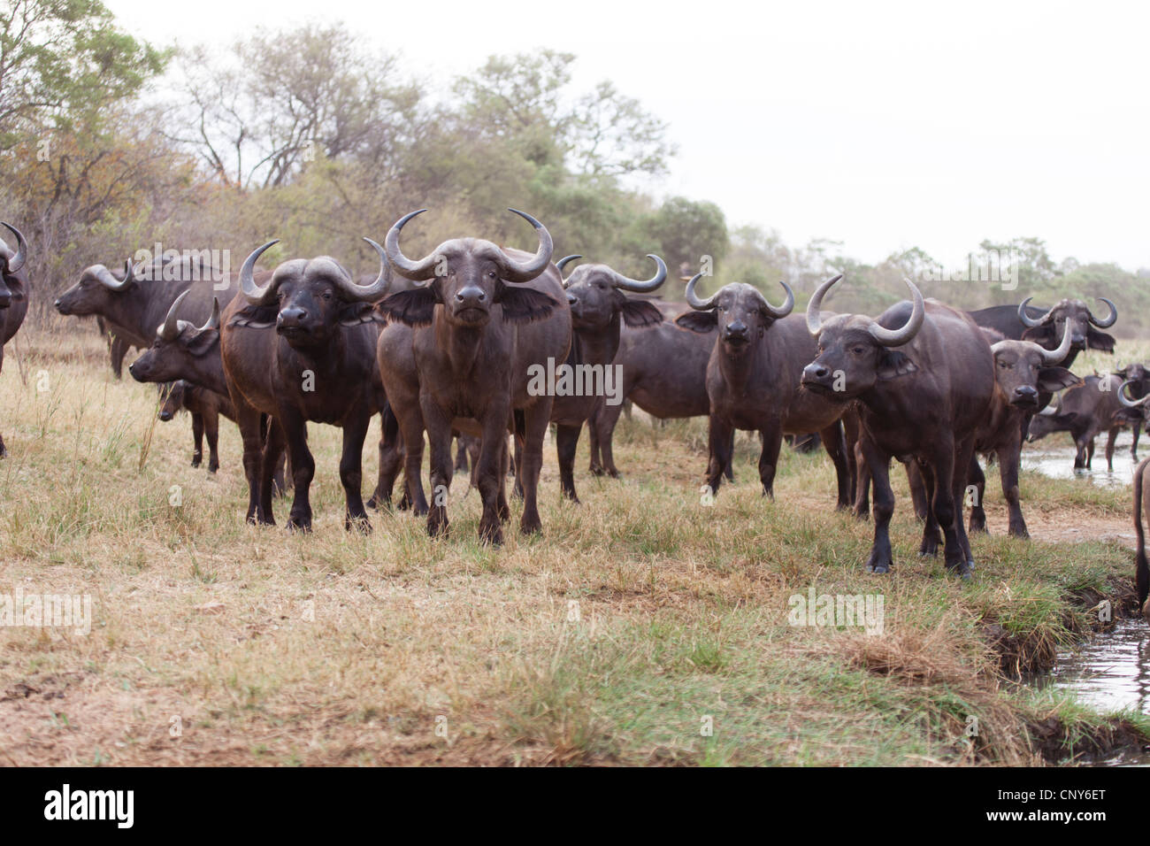 Buffle brun Banque de photographies et d’images à haute résolution - Alamy