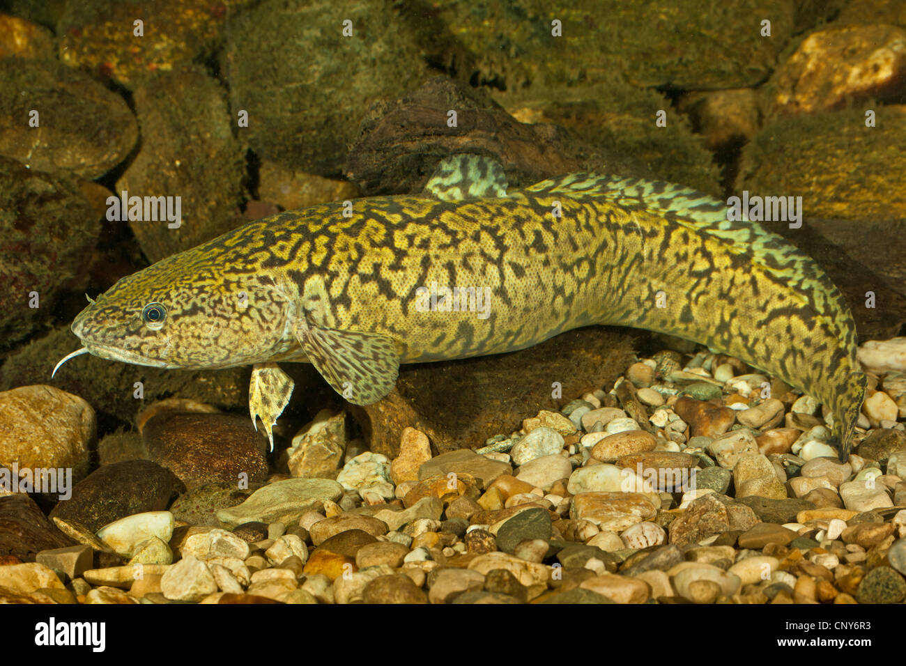 Burbot lota lota Banque de photographies et d’images à haute résolution ...
