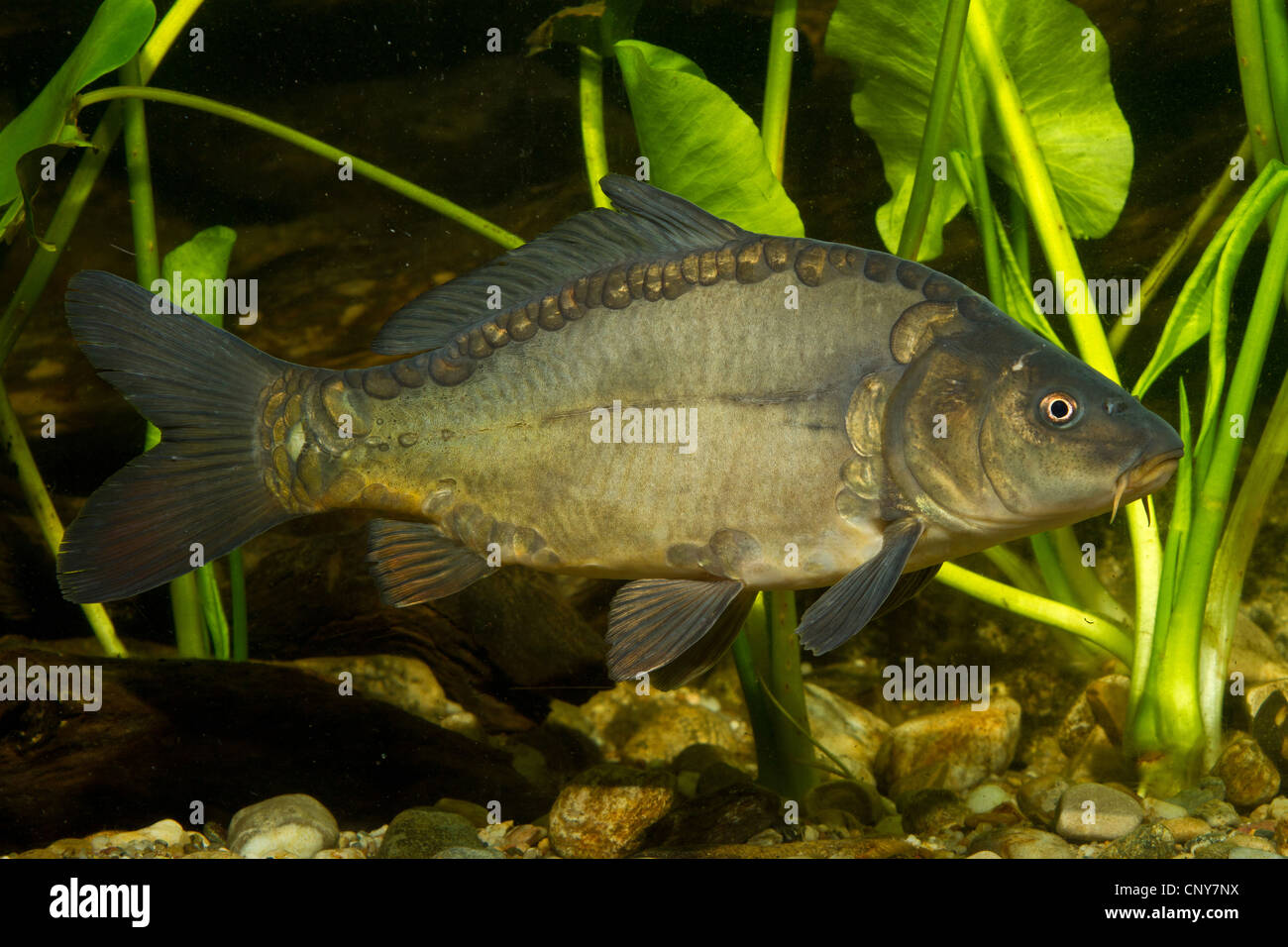 La carpe, la carpe commune, la carpe (Cyprinus carpio), carpe miroir ...