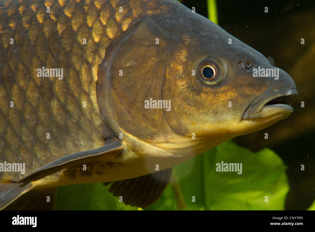 German carp Banque de photographies et d’images à haute résolution - Alamy