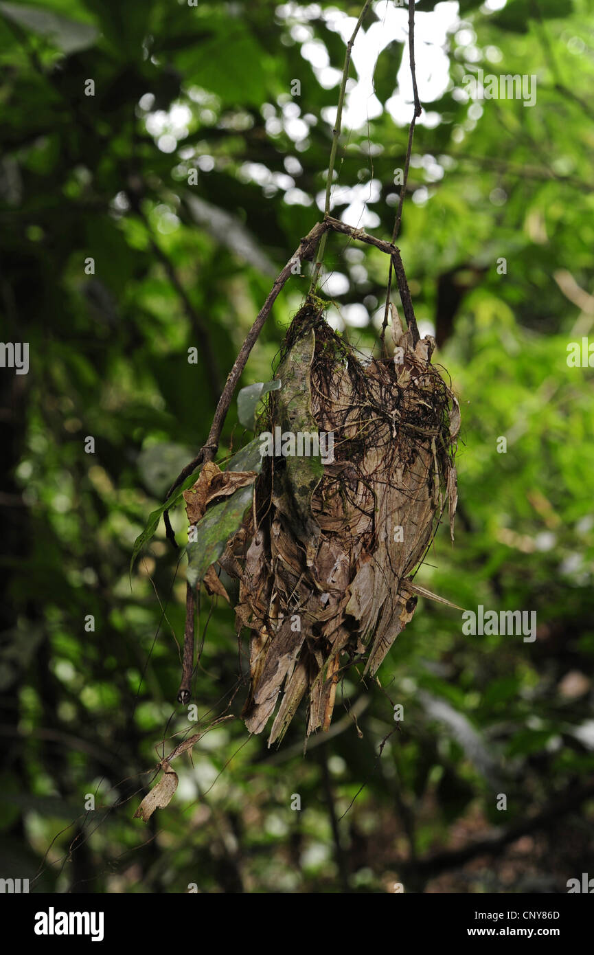 Nid de colibris Banque de photographies et d’images à haute résolution ...
