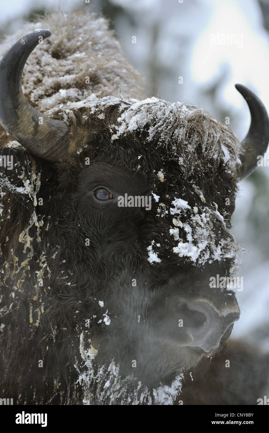 Bison d'Europe, Bison (Bison bonasus), avec de la neige sur sa face ...