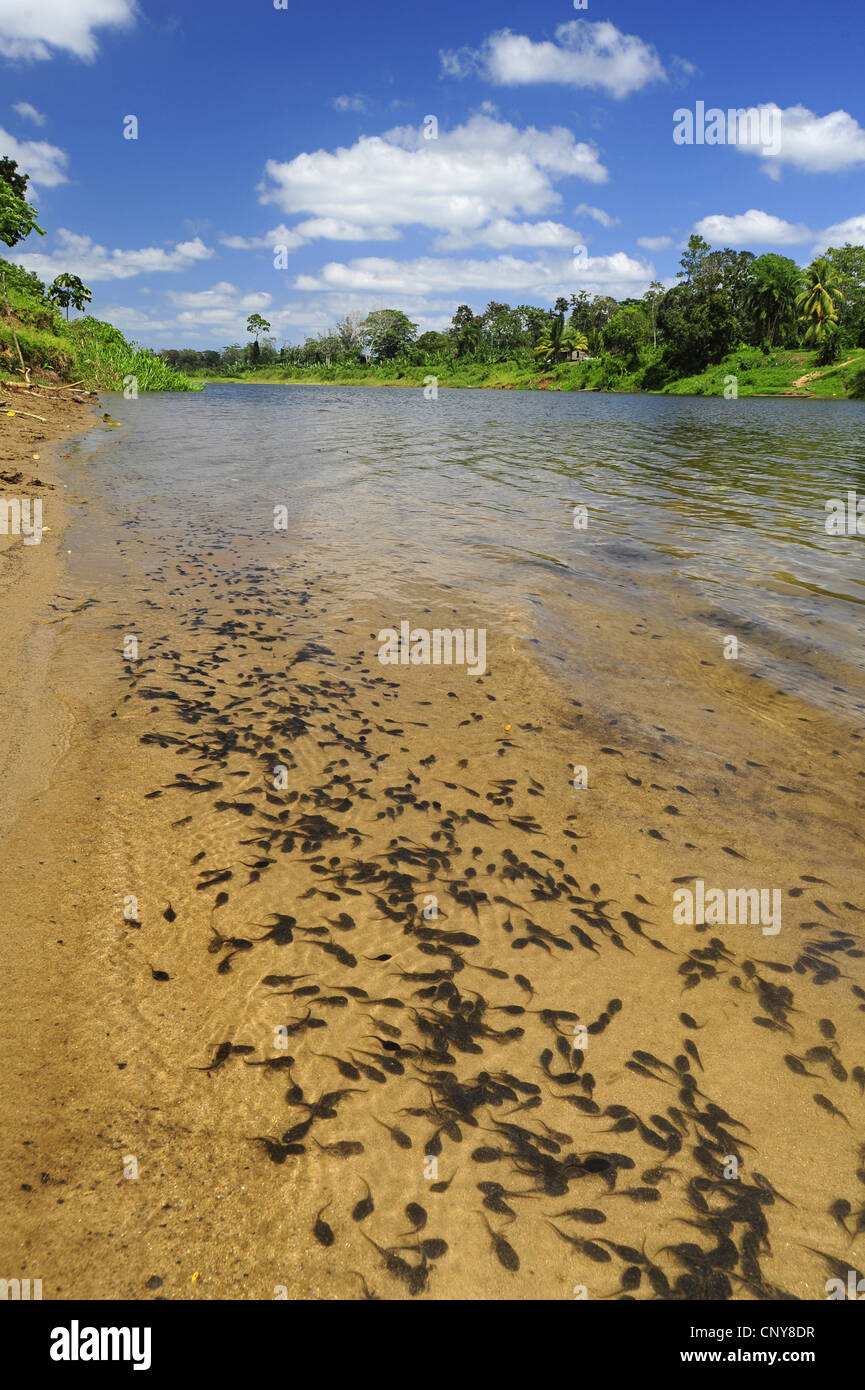 Rhinella marina tadpole Banque de photographies et d’images à haute ...