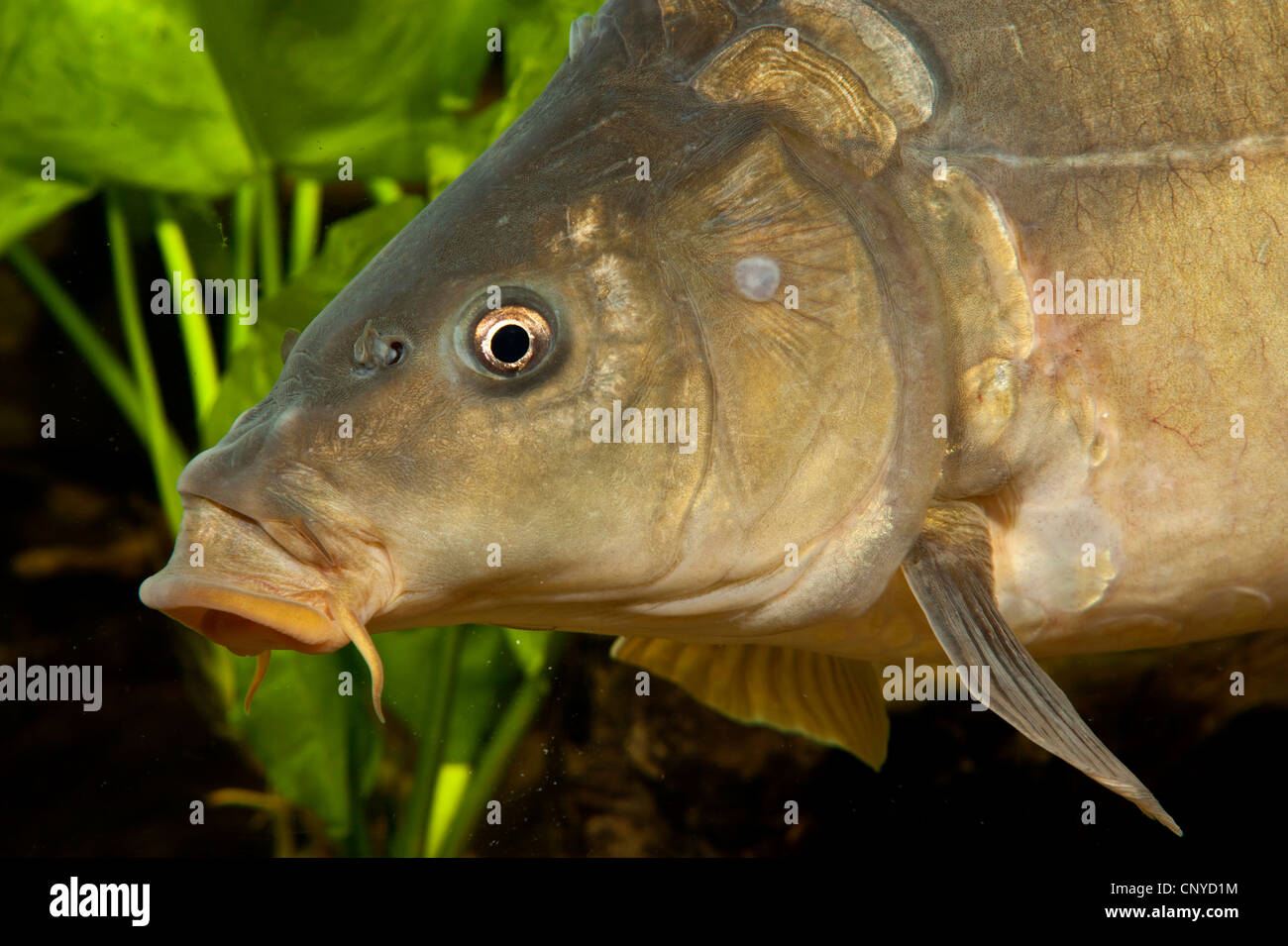 Miroir carpe cyprinus carpio carpio Banque de photographies et d’images ...