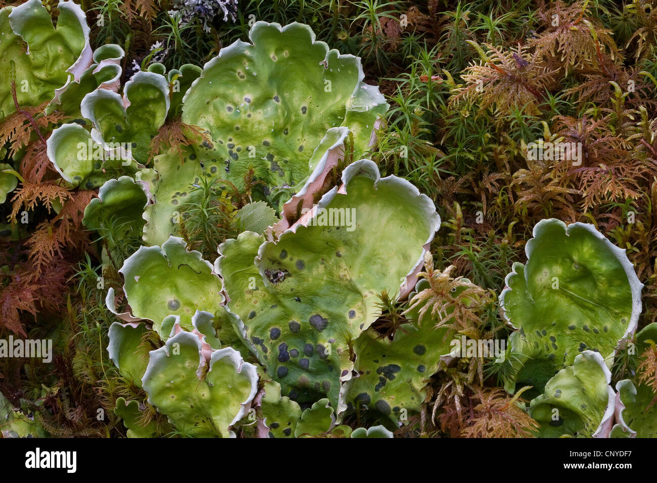 Peltidea aphthosa Banque de photographies et d’images à haute ...