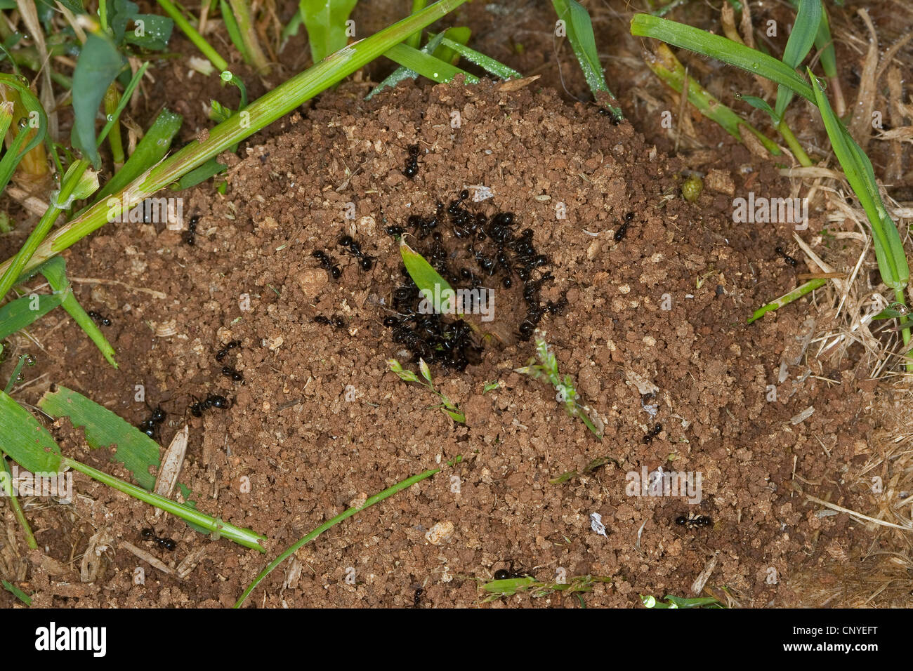Fourmis moissonneuses au nid Banque de photographies et d’images à ...