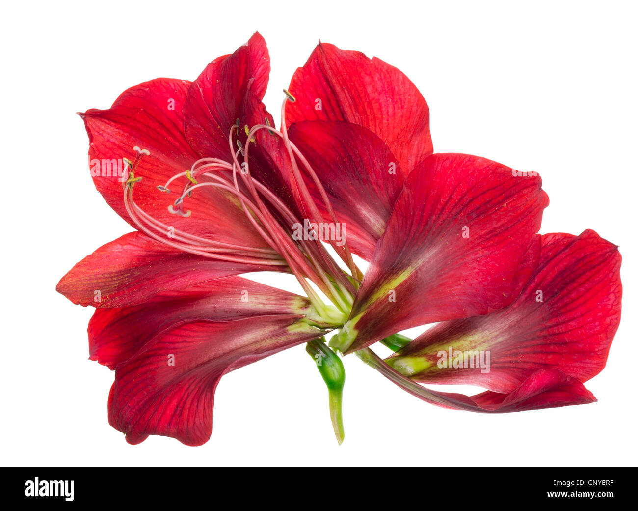 Anatomie de la coupe isolés du sang rouge plante d'intérieur concept d ...