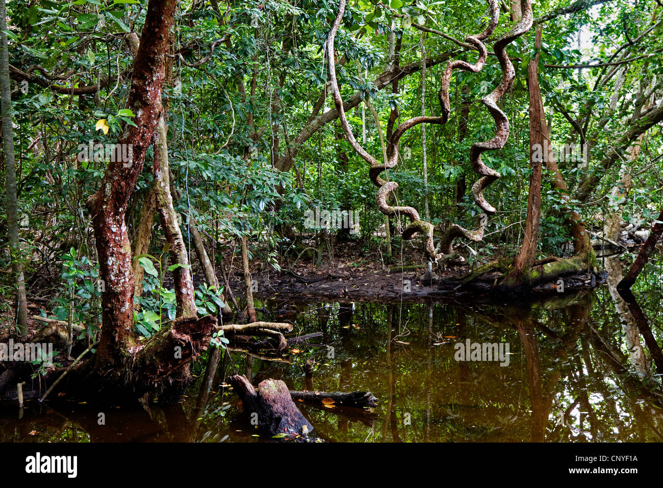Étang dans la forêt tropicale, l'Australie, Queensland, parc national ...