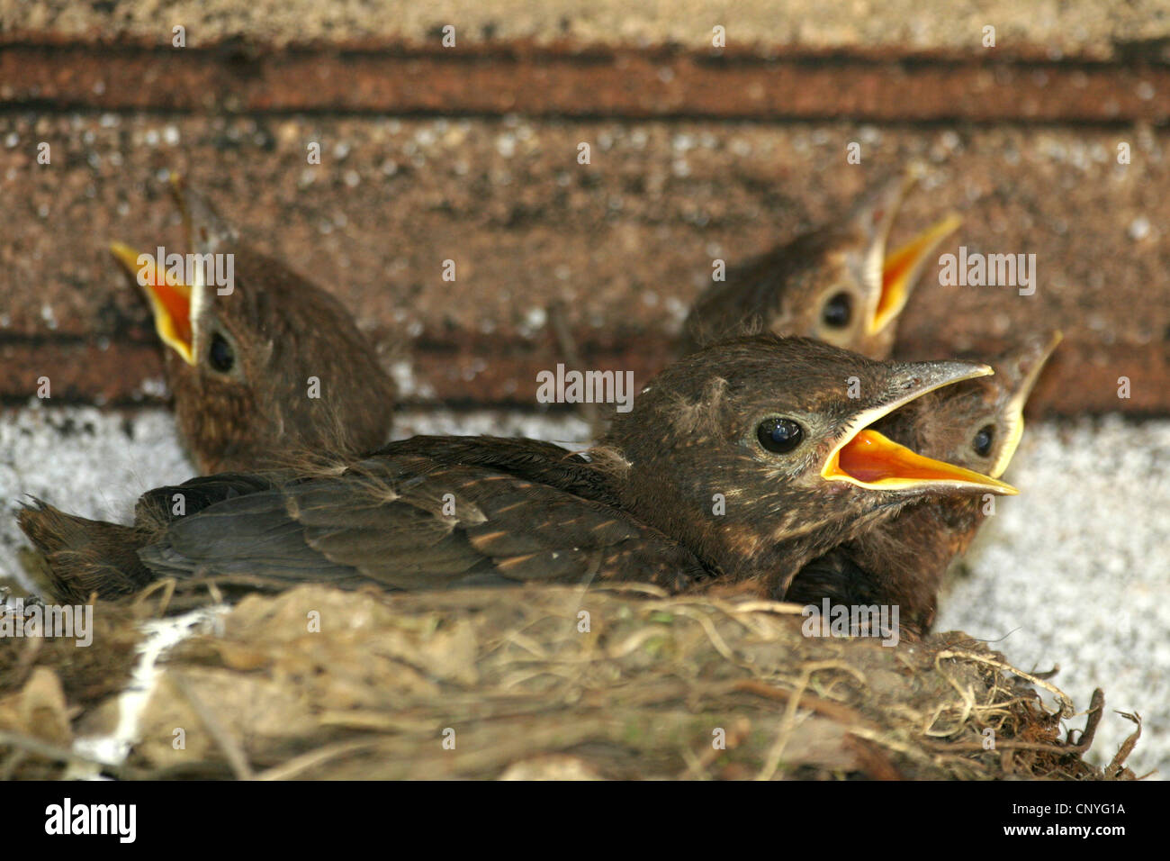 Nid de merle d'europe avec des poussins Banque de photographies et d ...
