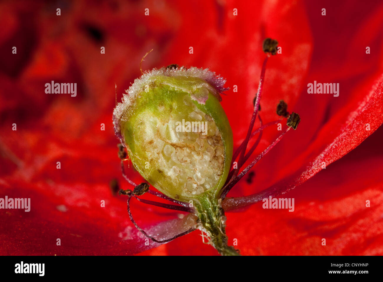 Pavot coquelicot, commun, rouge coquelicot (Papaver rhoeas), de coupe ...