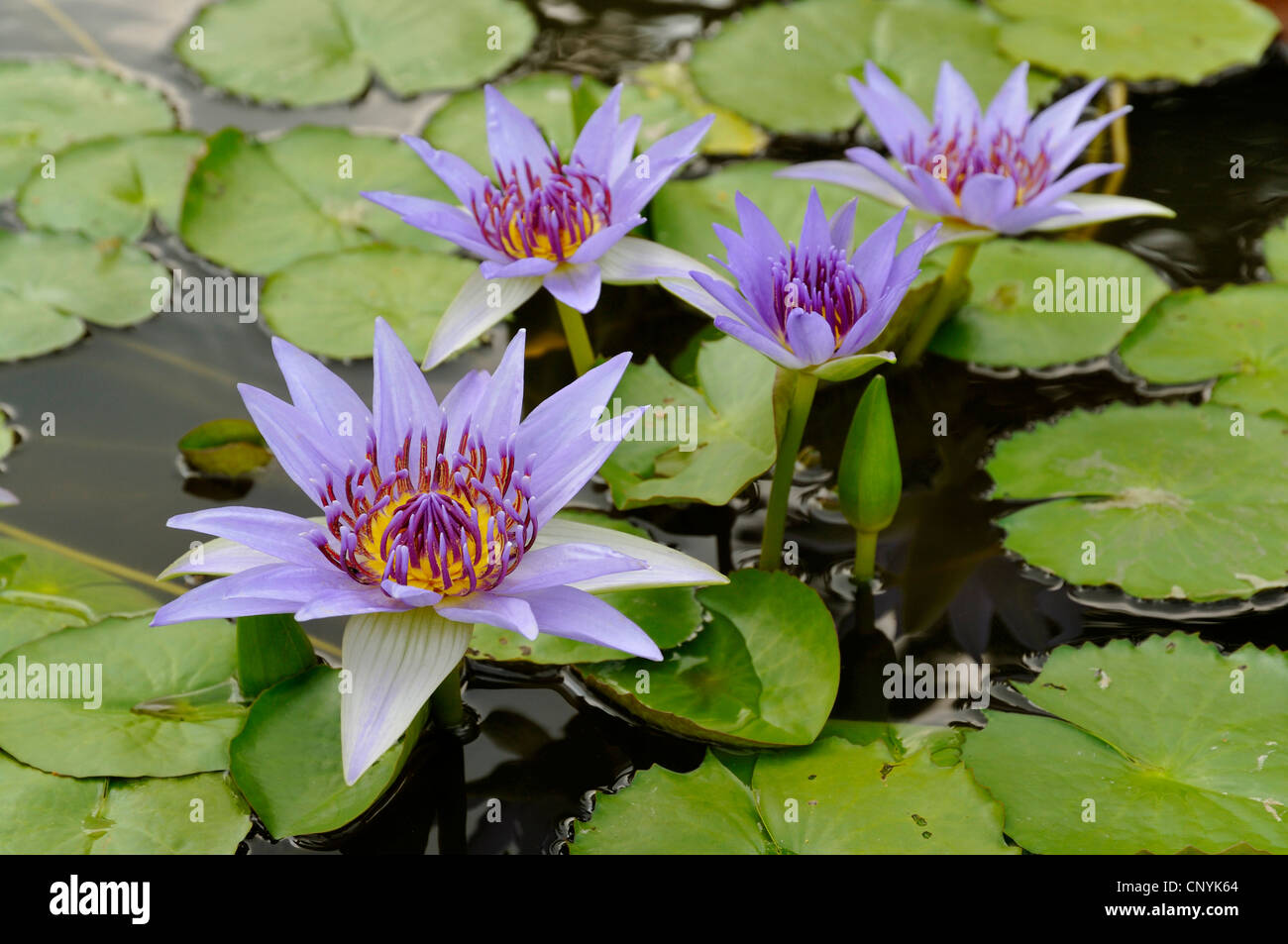 Nénuphars bleus Banque de photographies et d’images à haute résolution ...