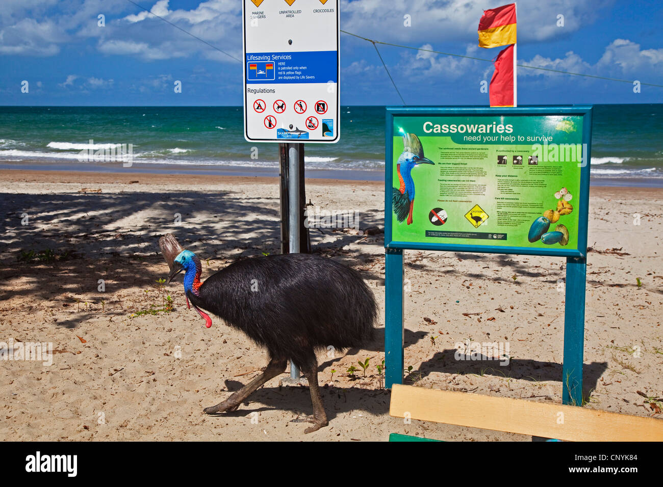 Femelle du casoar du sud sur la plage Banque de photographies et d ...