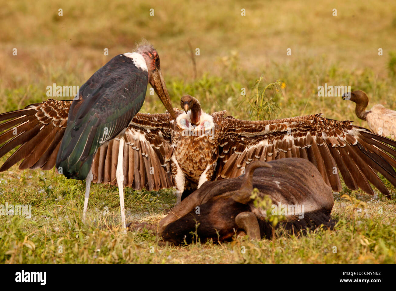 Ruppel's griffon, Rueppells vautour fauve (Gyps rueppelli), avec ...