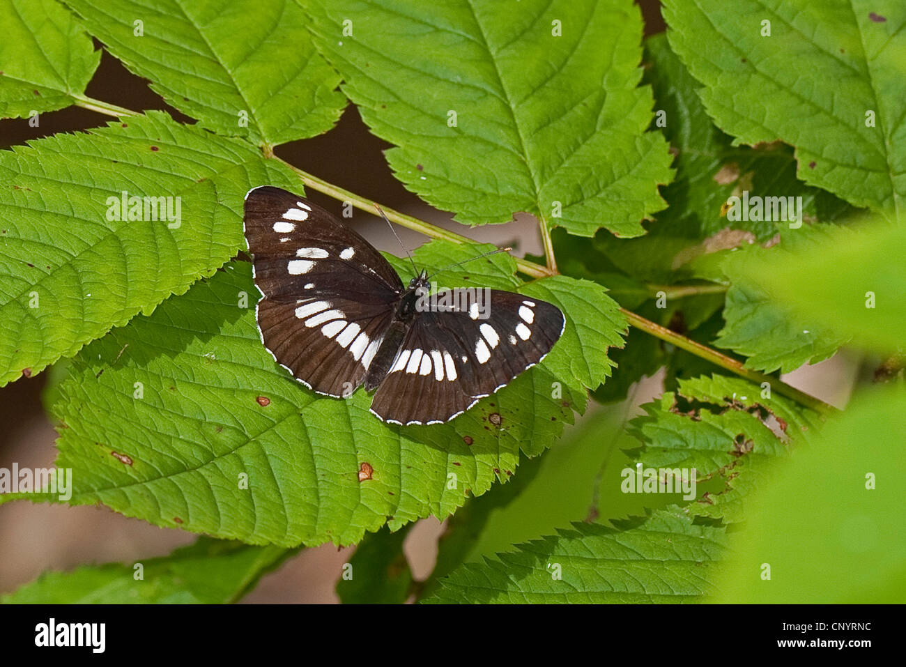 Planeur hongrois neptis rivularis Banque de photographies et d’images à ...