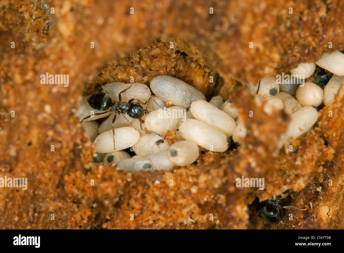 Oeuf de fourmi Banque d'image et photos - Page 2 - Alamy