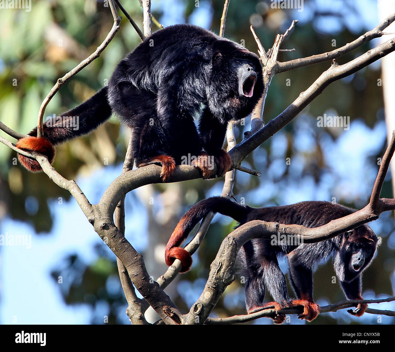 Assis sur un arbre hurlant Banque de photographies et d’images à haute ...