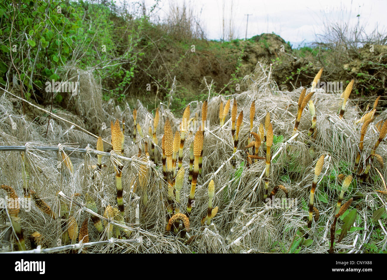 Grande Prêle (Equisetum telmateia, Equisetum telmateja, Equisetum ...