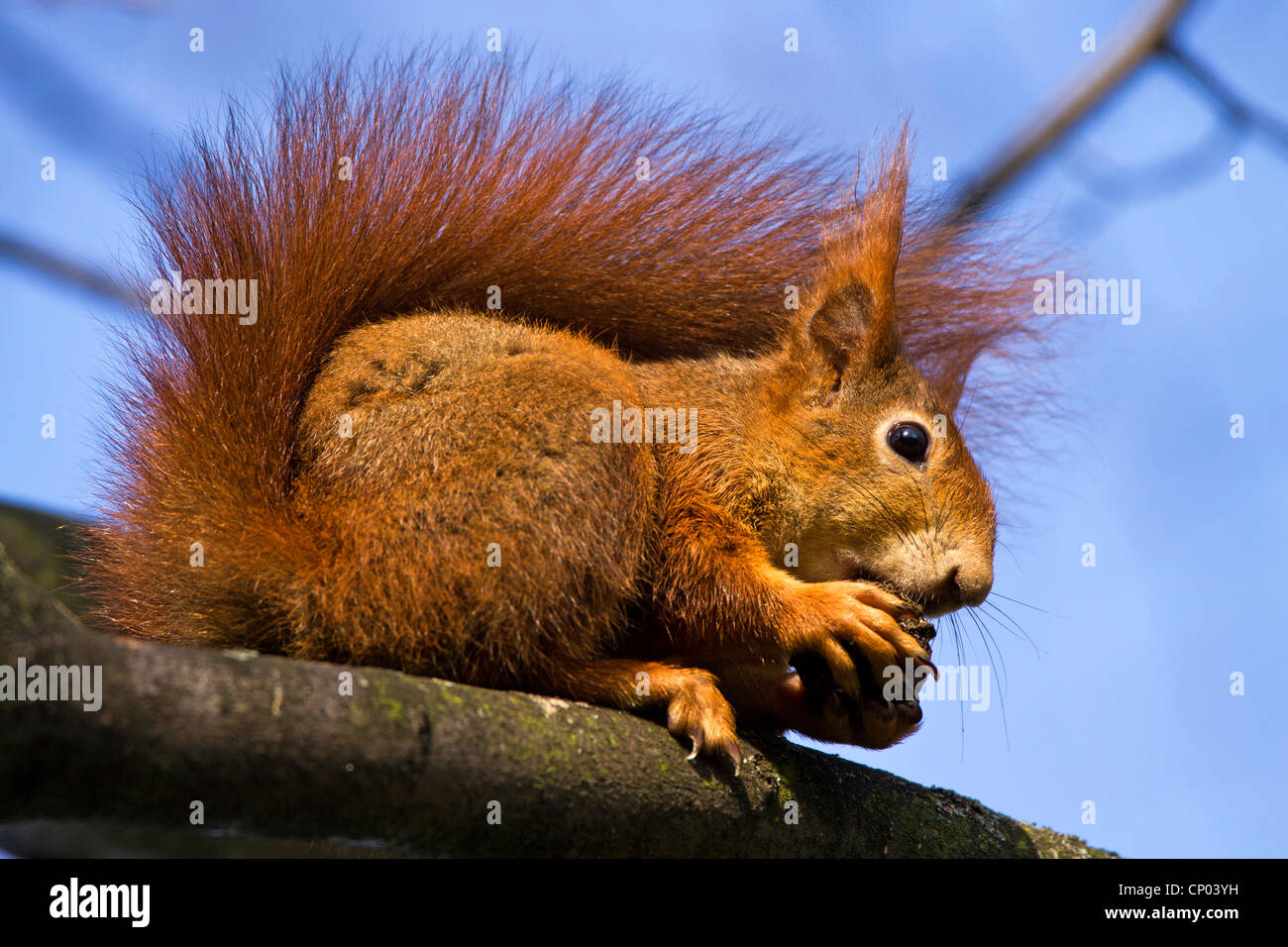 L'écureuil roux européen eurasien, l'écureuil roux (Sciurus vulgaris ...