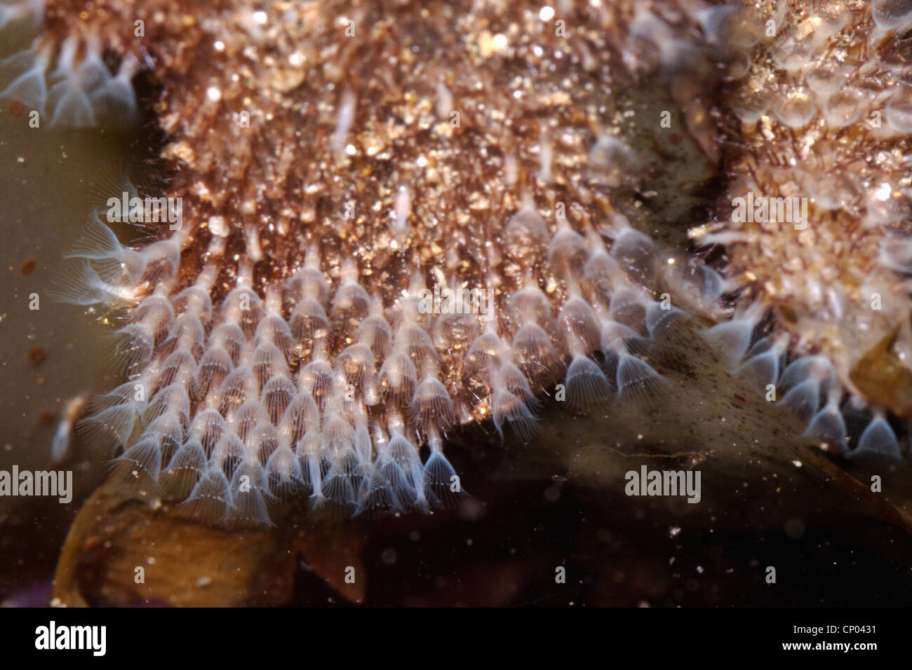 Flustrellidra hispida Banque de photographies et d’images à haute résolution - Alamy